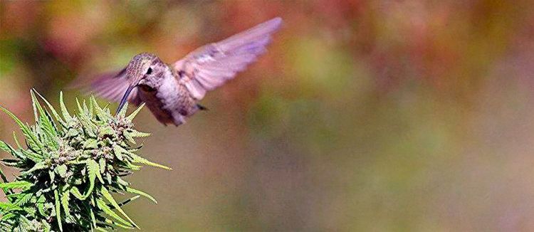 O que é Purple Haze? A maconha roxa | Blog Nowdays - all about the ...